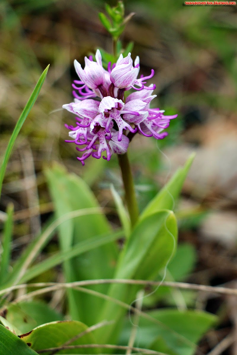 Sauvagement-Bon: Quelques orchidées sauvages pour la journée de la Terre
