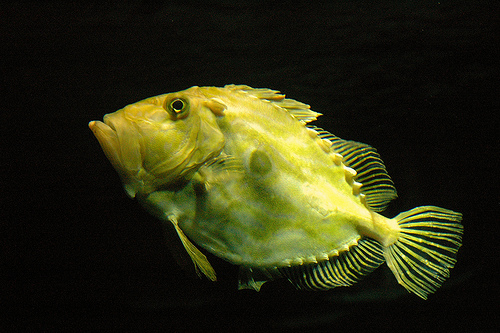 Behind the French Menu: Saint-Pierre, that unique fish. John Dory in ...