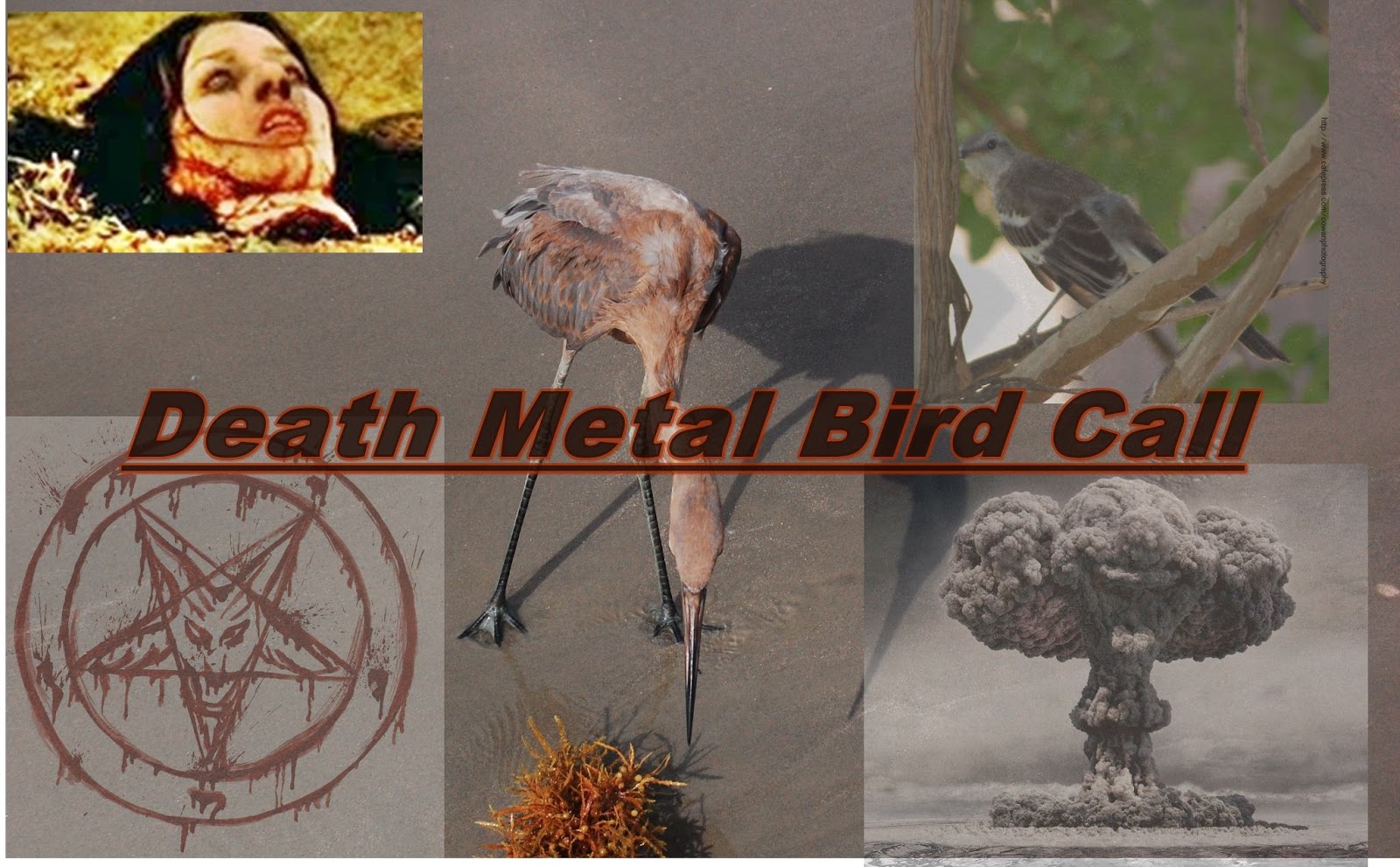 Death Metal Bird Song's Darren says that the Bird is the Word ...
