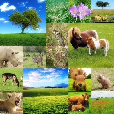 Melani Tello Balboa: Pradera