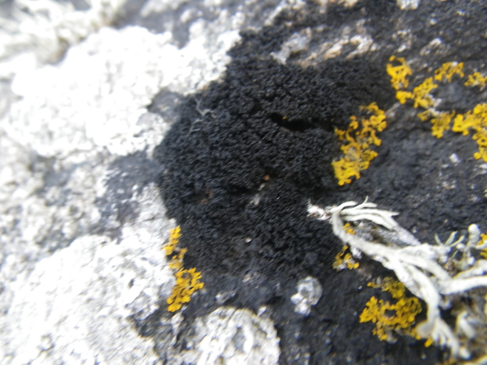 Rock Pooling: Common Lichens of the sea shore