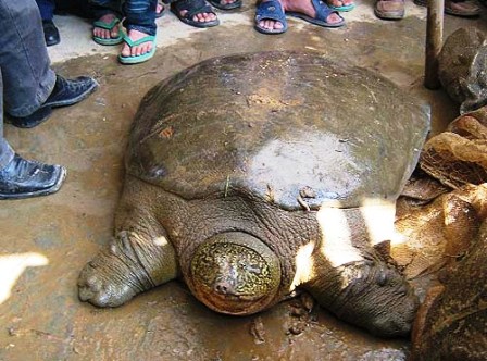Curiosidades del Mundo: La tortuga más rara y más grande del Mundo.