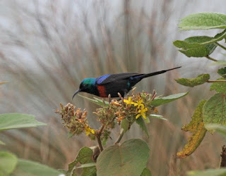 Slow Birding: Day 25--Kakamega to Jinja