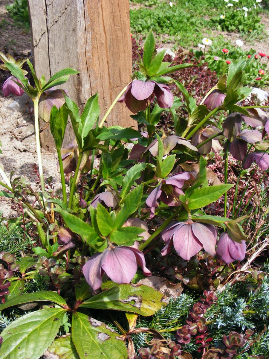 Primavara e aici! / Spring is arrived! | Traveling Hawk