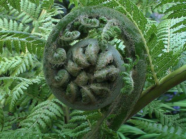 WHY IS MY TREE FERN DEAD? |The Garden of Eaden