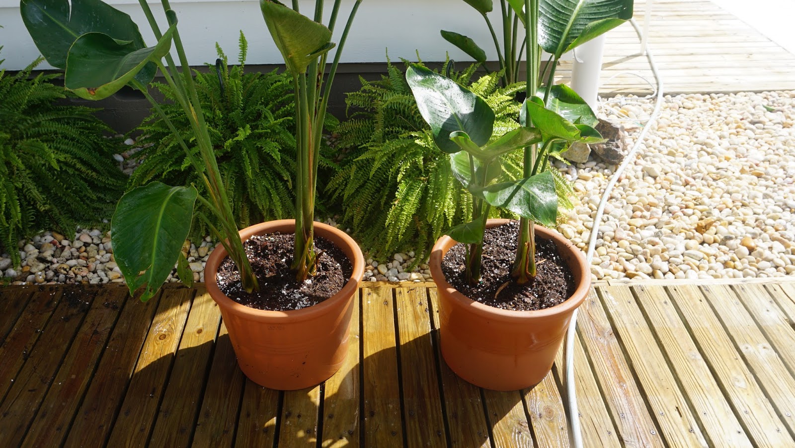 Lorraine Stanick: How to : Pot A Plant