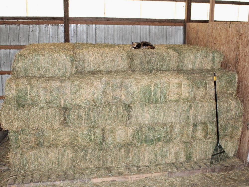 Antiquity Oaks: Stocking up