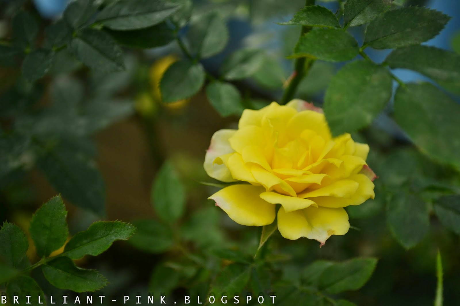 Ide 25+ Gambar BungaRose, Hiasan Bunga