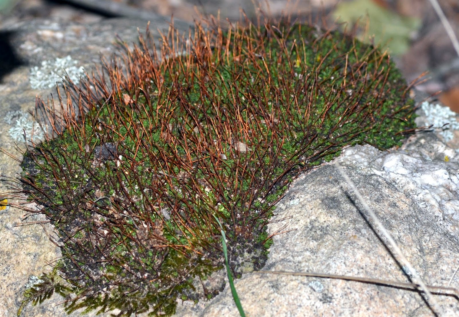 EN EL MONCAYO: Tortula sp.