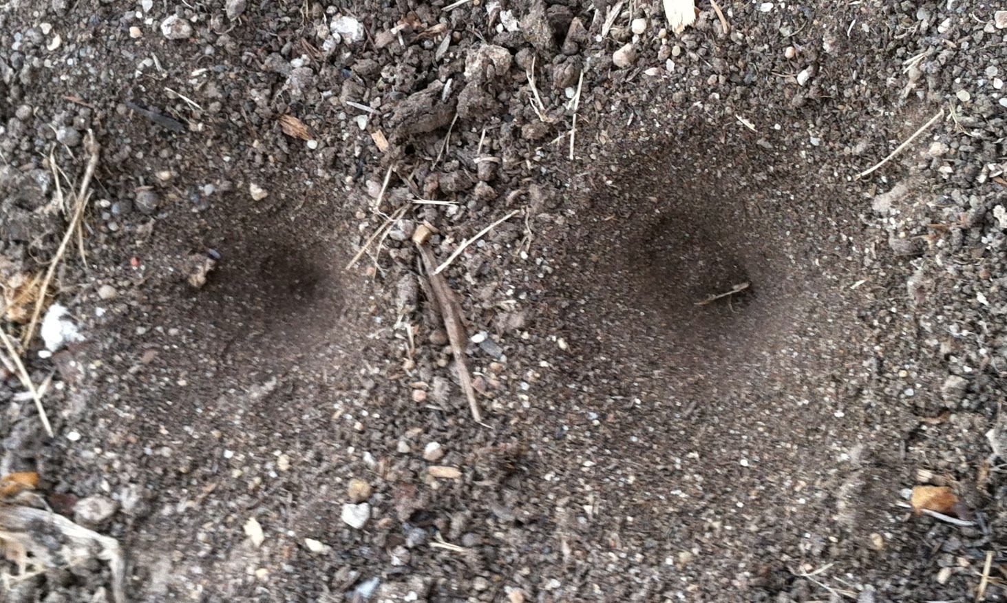 Springfield Plateau: Antlion