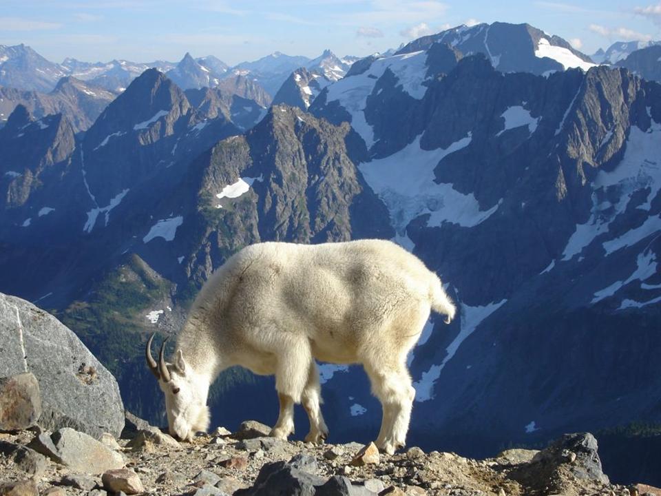 CLASA NOASTRĂ: [ FOTO ] CAPRA DE MUNTE