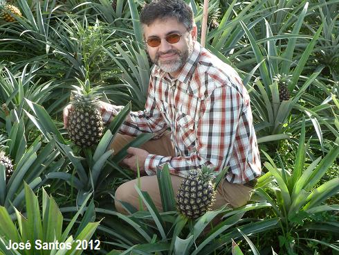 Greenman: Cultura de Ananases nos Açores