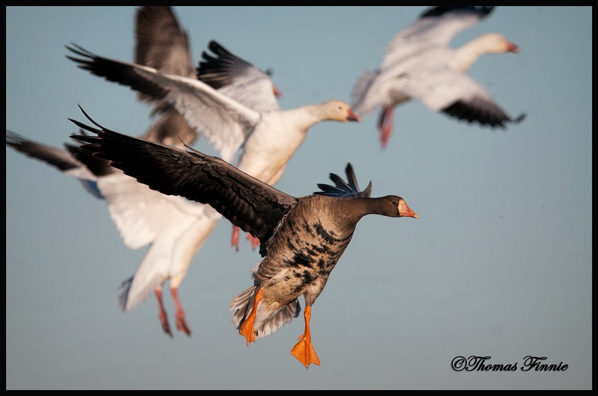 Thomas Finnie Photography: SPECKLEBELLY GOOSE