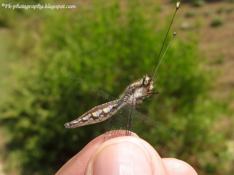 Owl-flies | Nature, Cultural, and Travel Photography Blog