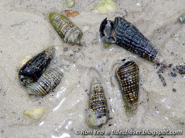 tHE tiDE cHAsER: Horn Shells & Creeper Snails (Phylum Mollusca ...