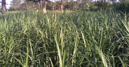 Tentang Rumput Raja (king grass) - Ilmu Ternak