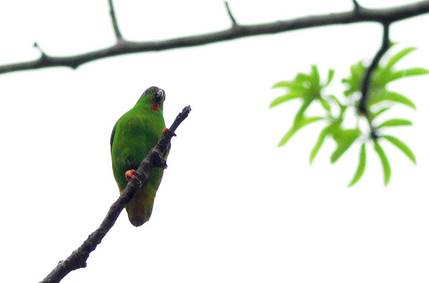 Mengenal Burung Serindit Sangihe | Burung Gue