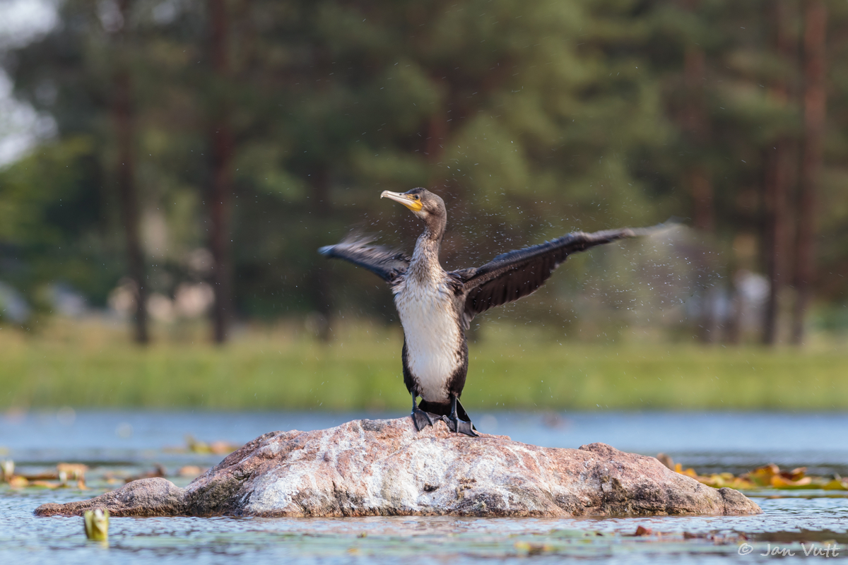 Jan Vutt fotogalerii: Kormoran