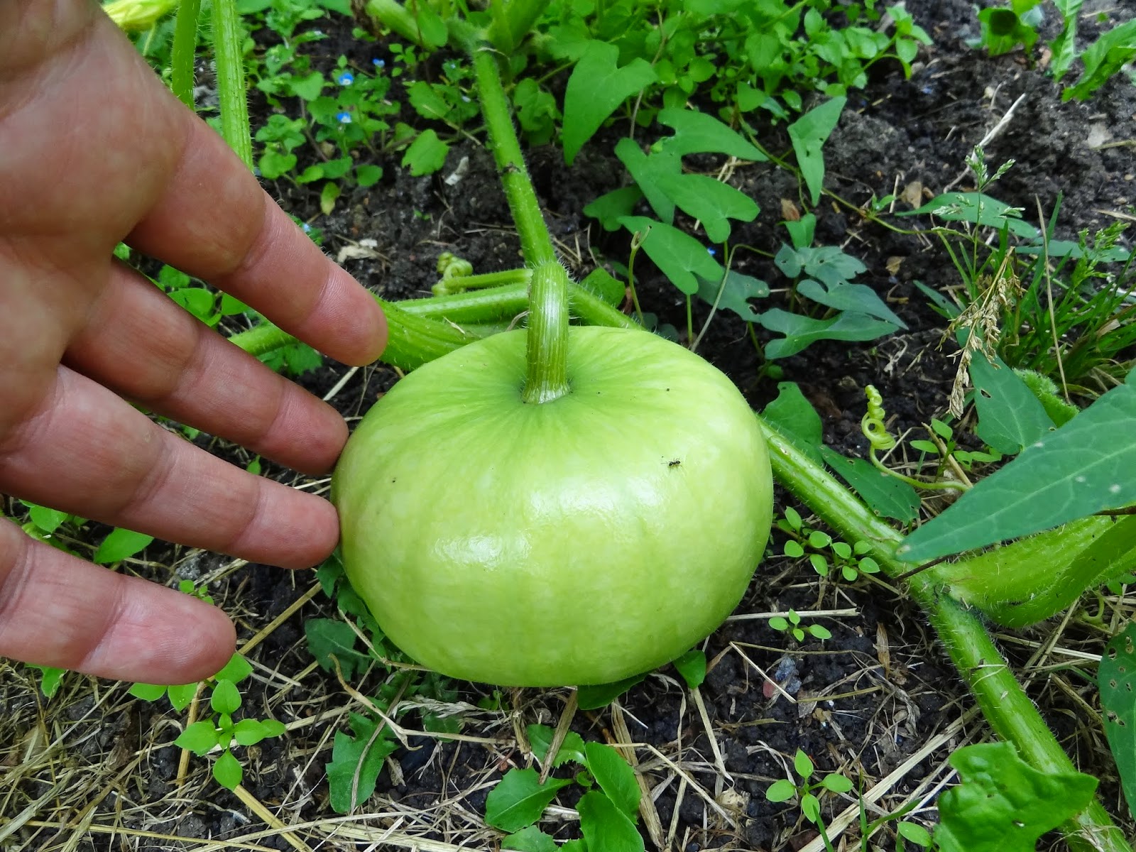Down on the Allotment: Growing Pumpkins