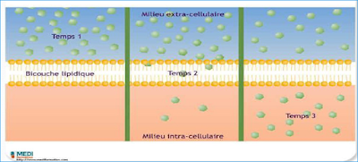 Transport membranaire | Bio faculté