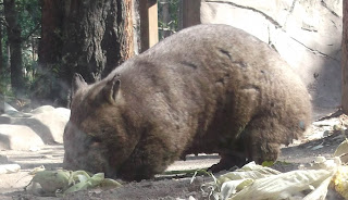 ANIMAL OF THE WEEK!: Grumpy wombat vs Grumpy cat