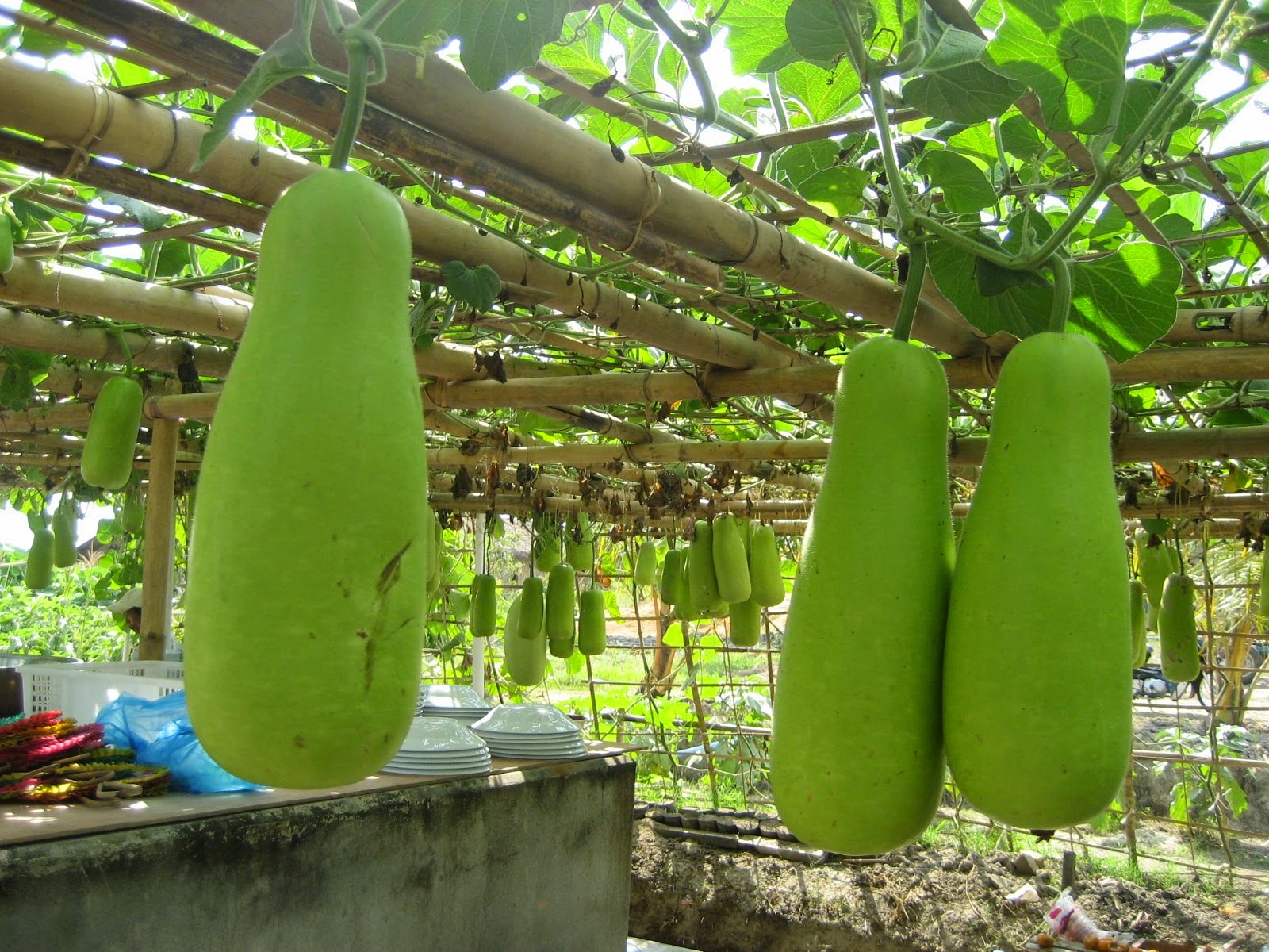 inilah rupa labu air