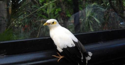 Tips Cara Persiapan Sebelum Memelihara Jalak Putih | Kicau Burung Mania