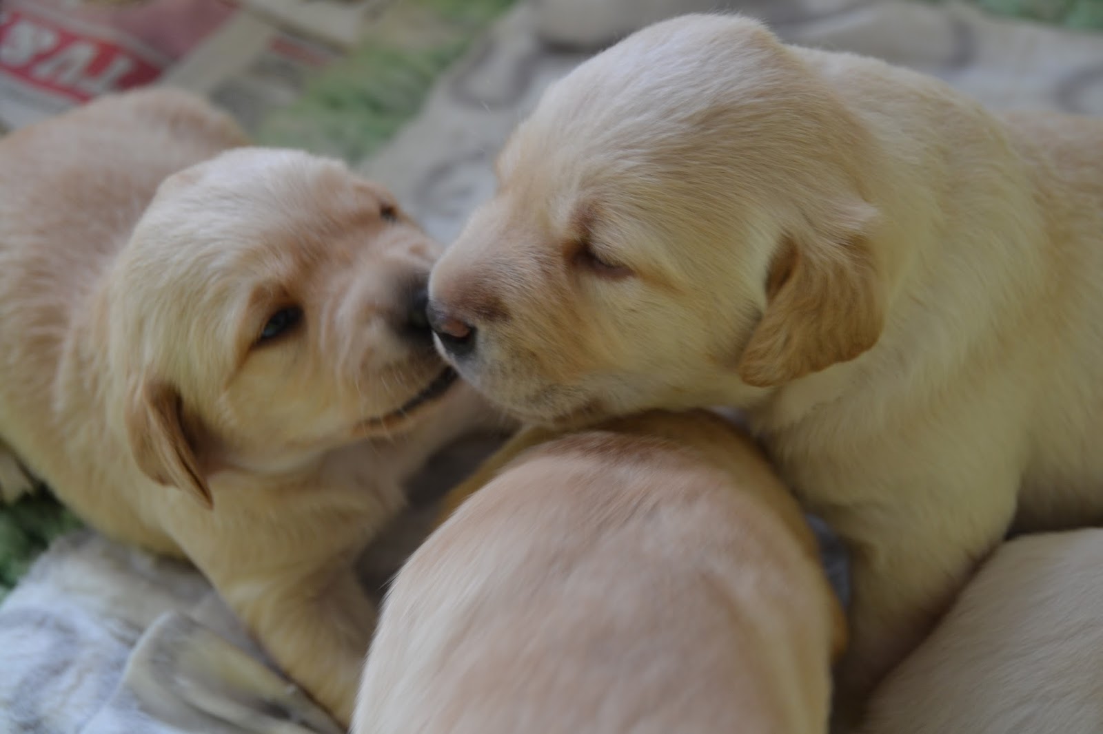 Viljestyrkans Kennel: lite valp bilder