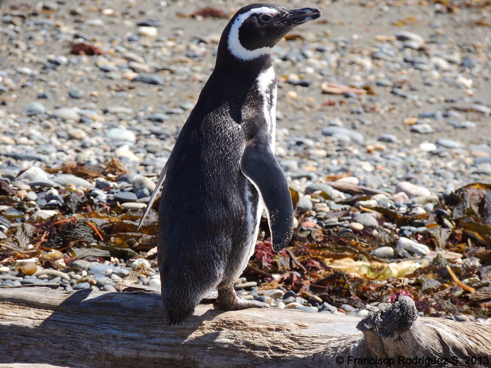 Planeta Silvestre: Spheniscus magellanicus (Pinguino de Magallanes).