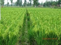 Every thing About Assam: Paddy cultivation of Assam: Dhaan Kheti