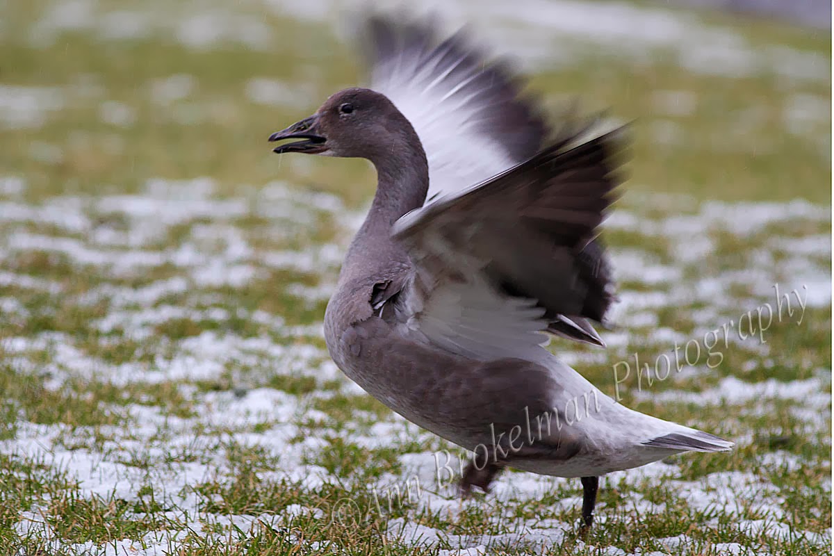 Ann Brokelman Photography: Snow Goose - juvenile blue morph Dec 1, 2013