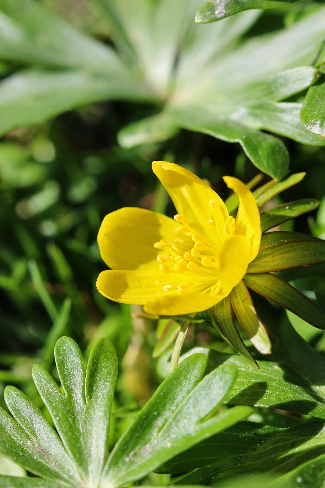 Eranthis hyemalis | Wild flowers of Europe by Anita Beijer