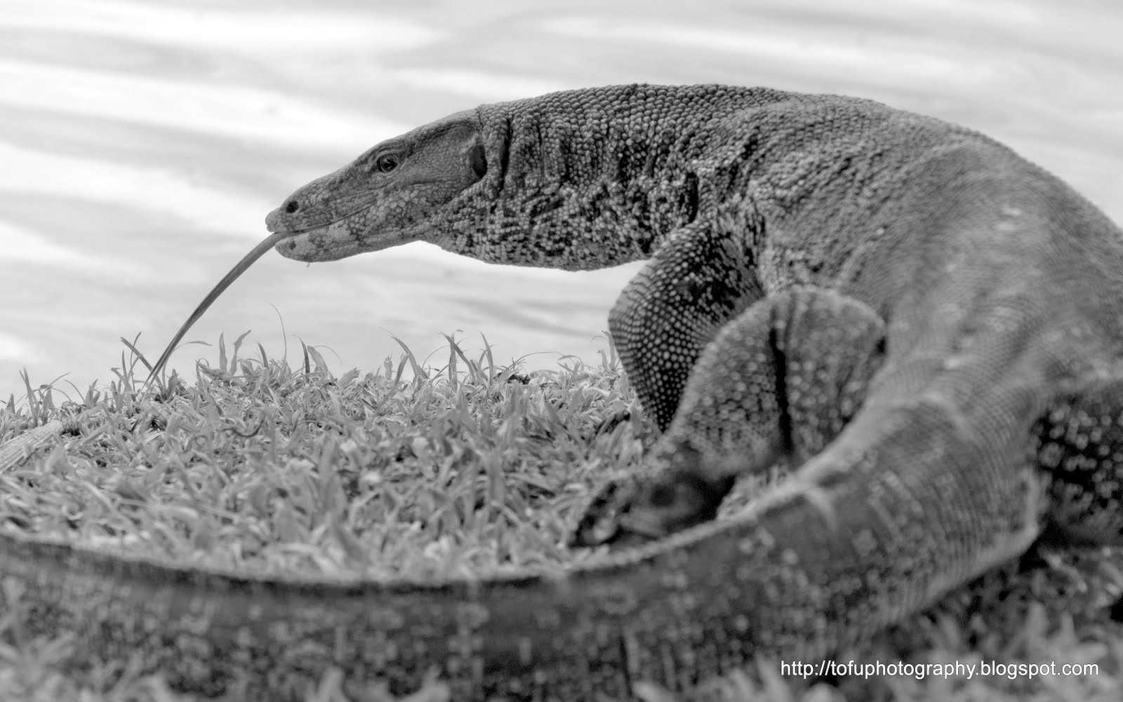 Tofu Photography: Giant lizard