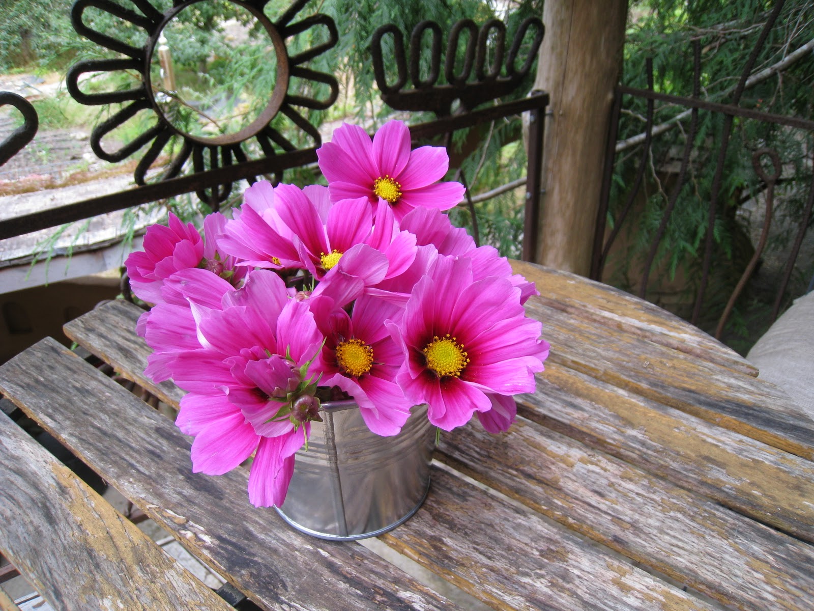 Christina's Garden: cosmos