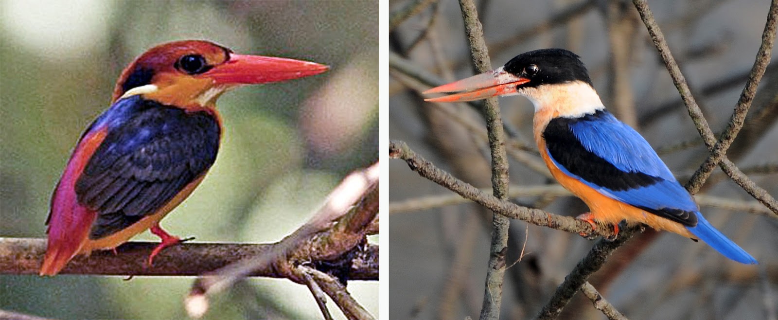 Tiger Tourism Project