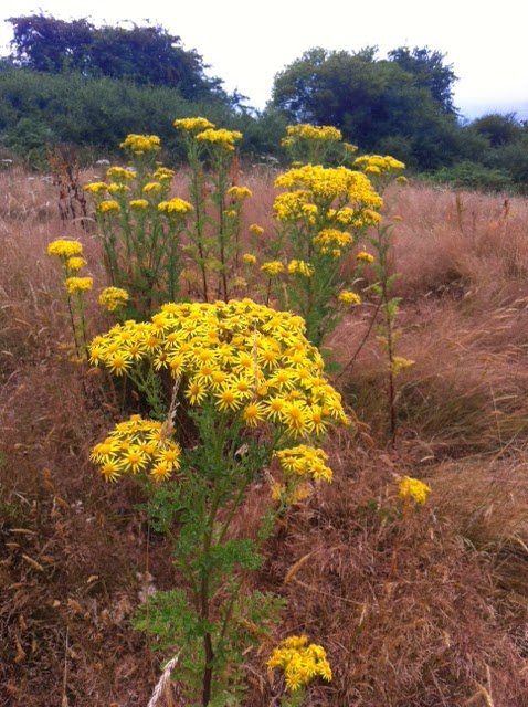 Jennie Castle Architecture: Bright Yellow Ragwort flowering in the ...