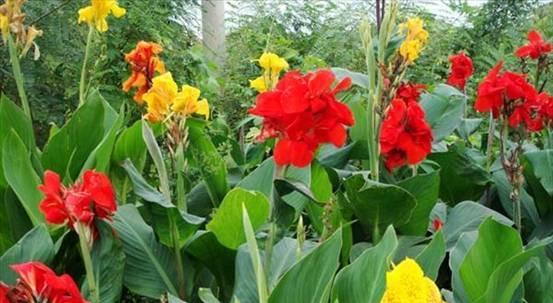 Ini Dia 10 Daftar Tanaman Hias yang Berbunga | Tanaman Magz