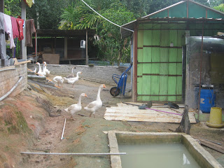 Mahat Terhebat Farm: Penternakan Itik Muscovy / Itik Nila / Itik Serati