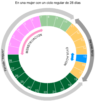 anticoncepcion: ritmo