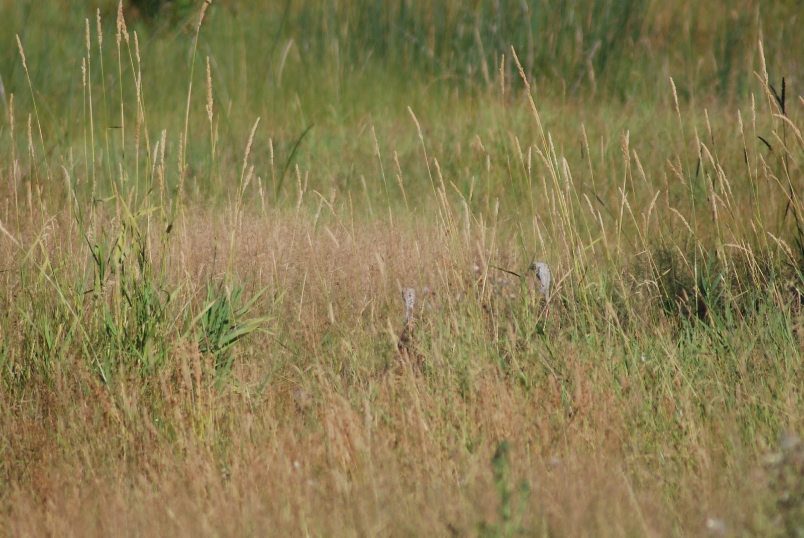 Elmira Pond Spotter: Of Gophers and Turkeys