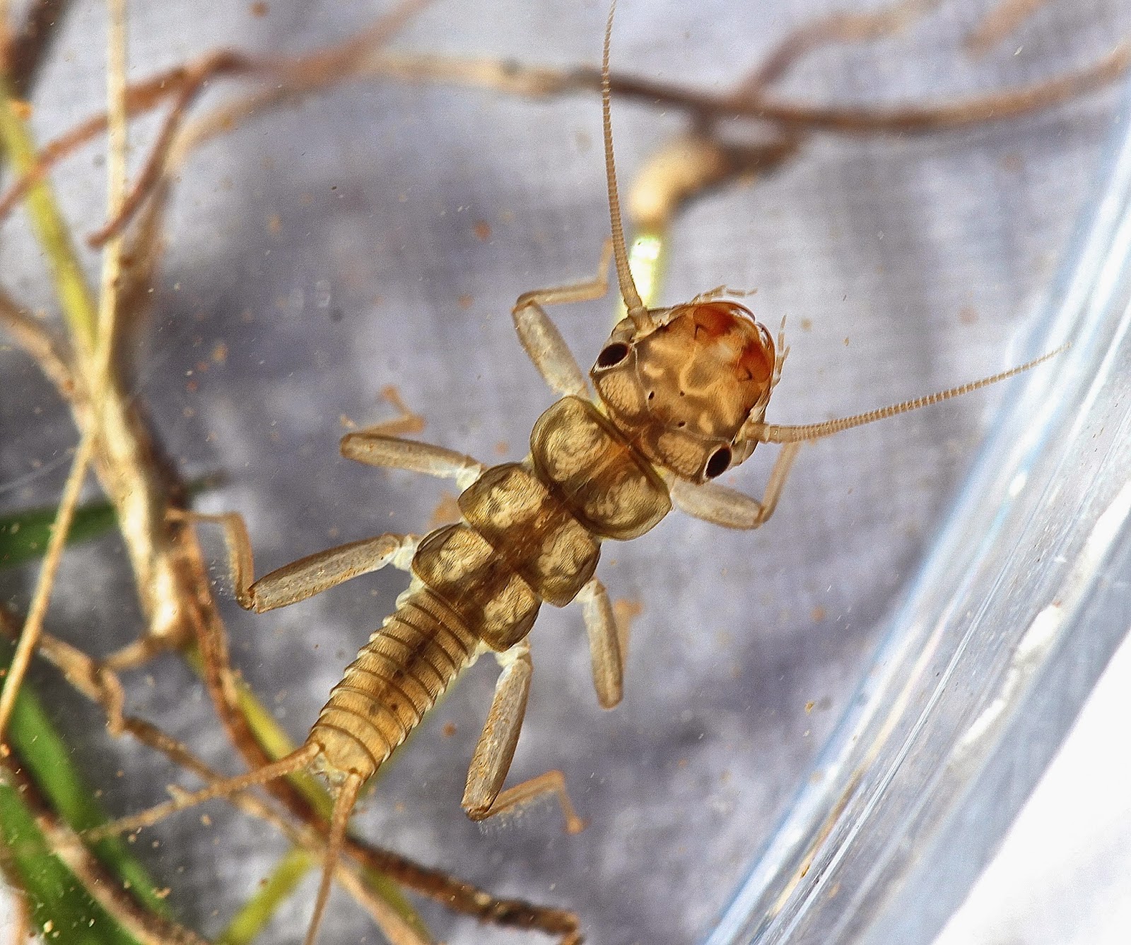 Aquatic Insects of Central Virginia: Low Water in the Small Streams in ...