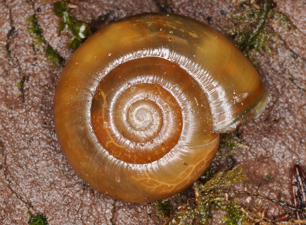 Land Snails and Slugs of Pennsylvania and New York: 2011
