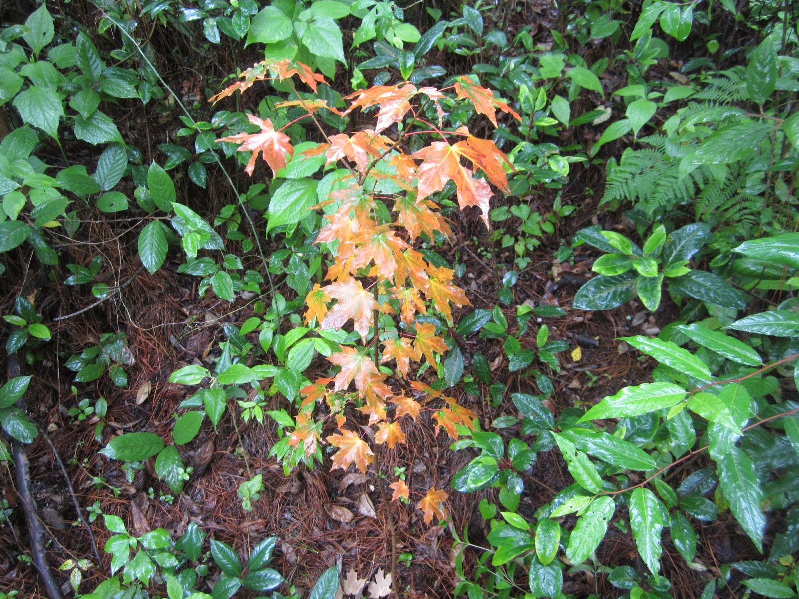 Los árboles: Maple (Arce) Canadiense