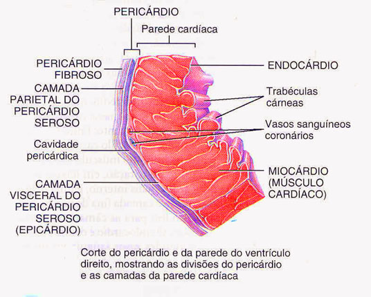 AnatoVet: SISTEMA CIRCULATÓRIO - CARDIOVASCULAR - PARTE 1