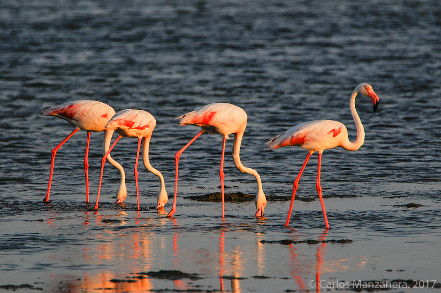 Natura de Caps de Setmana: Phoenicopterus roseus