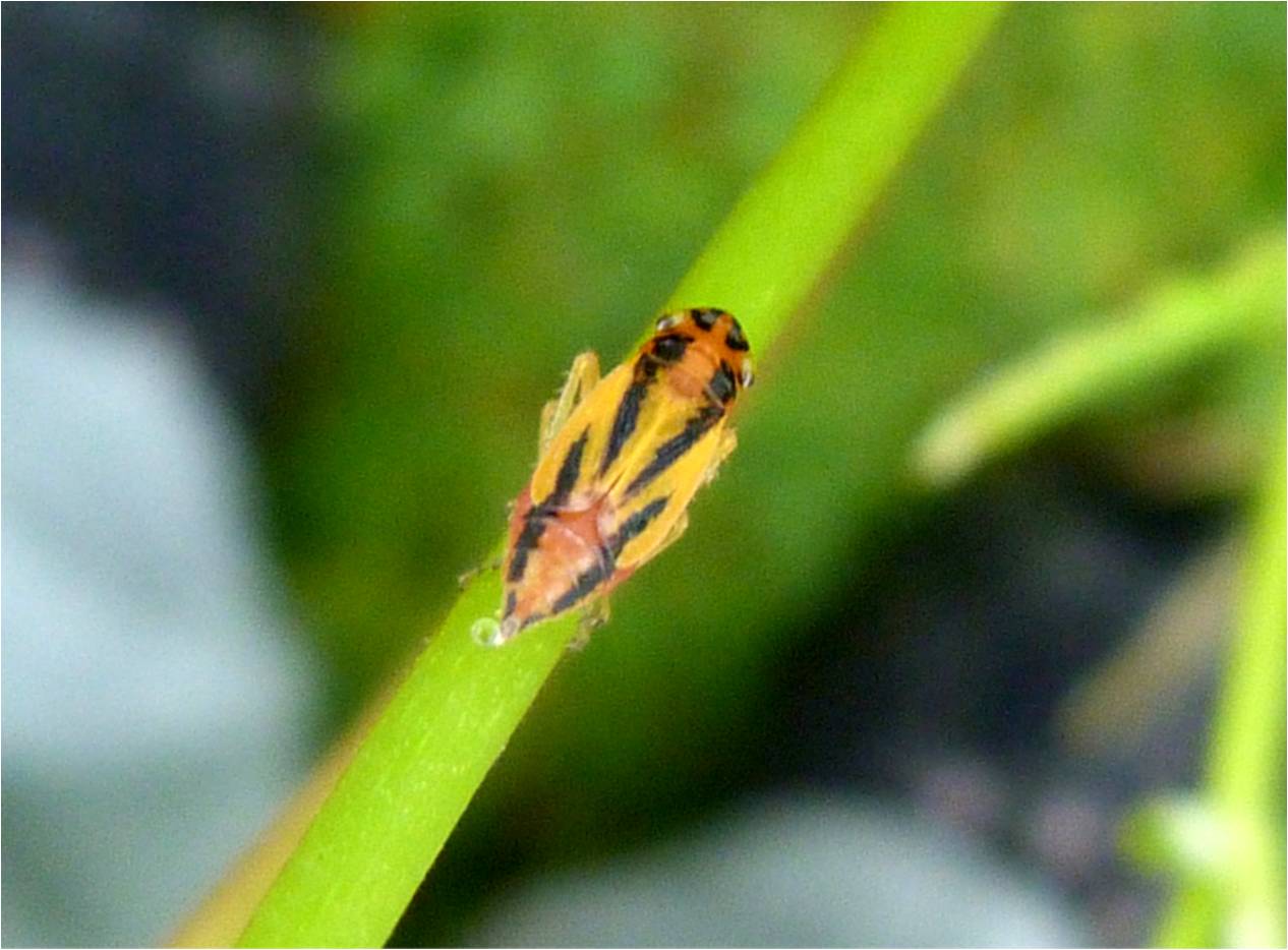 Insects of Scotland: True Bugs