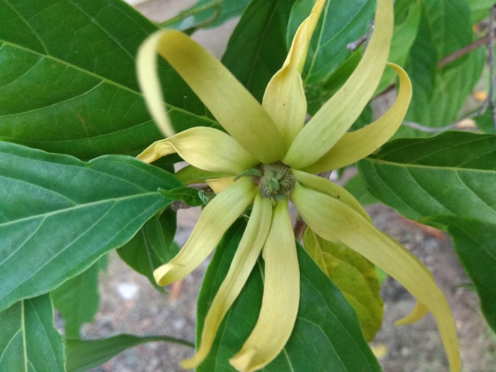 31+ Gambar Bunga Cempaka Wangi Populer - Informasi Seputar Tanaman Hias