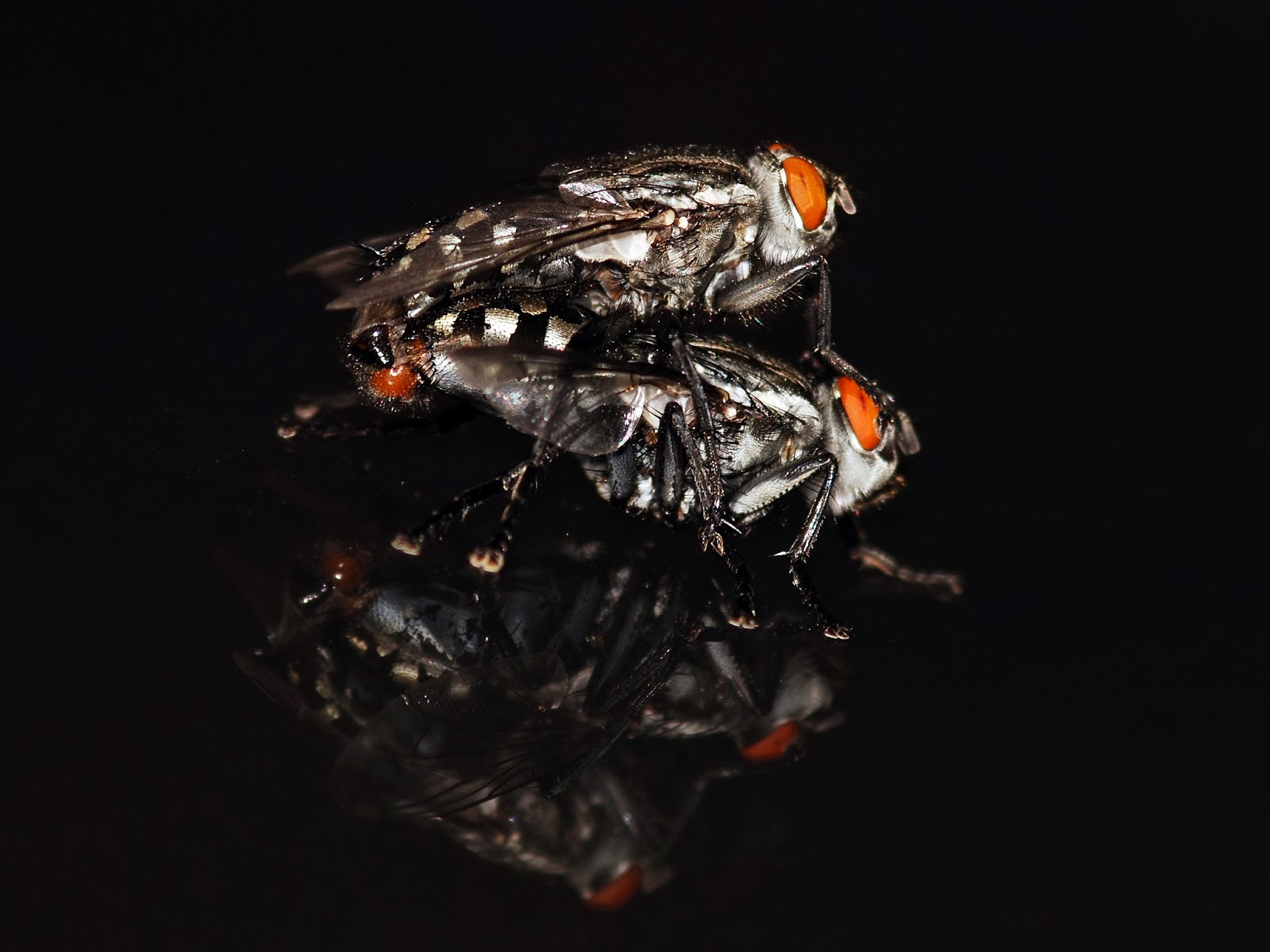 LA MONTAÑA DE MACGIVER: MOSCARDA GRIS DE LA CARNE O "SARCOPHAGA CARNARIA"