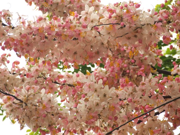 Andrea's Plants, Photos and Travels: Cherry blossom too?