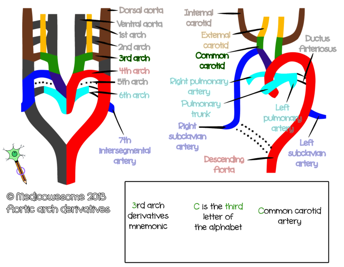 Medicowesome: Aortic arch derivatives mnemonic images